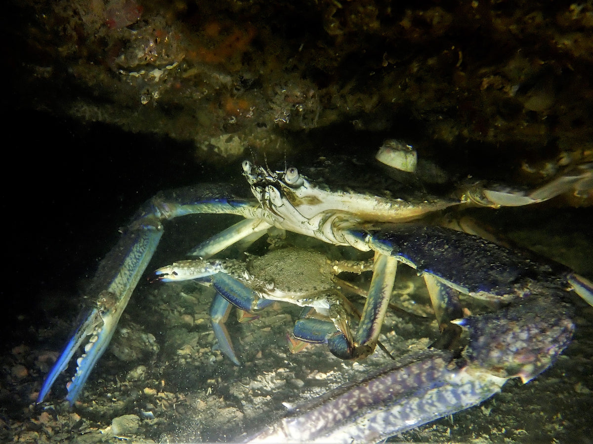 Blue swimming crabs everywhere, but not allowed to take! – Perth Scuba