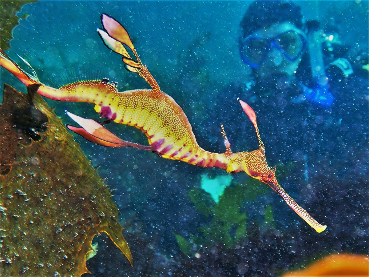 Point Peron scuba dive for the new year of 2020 – Perth Scuba