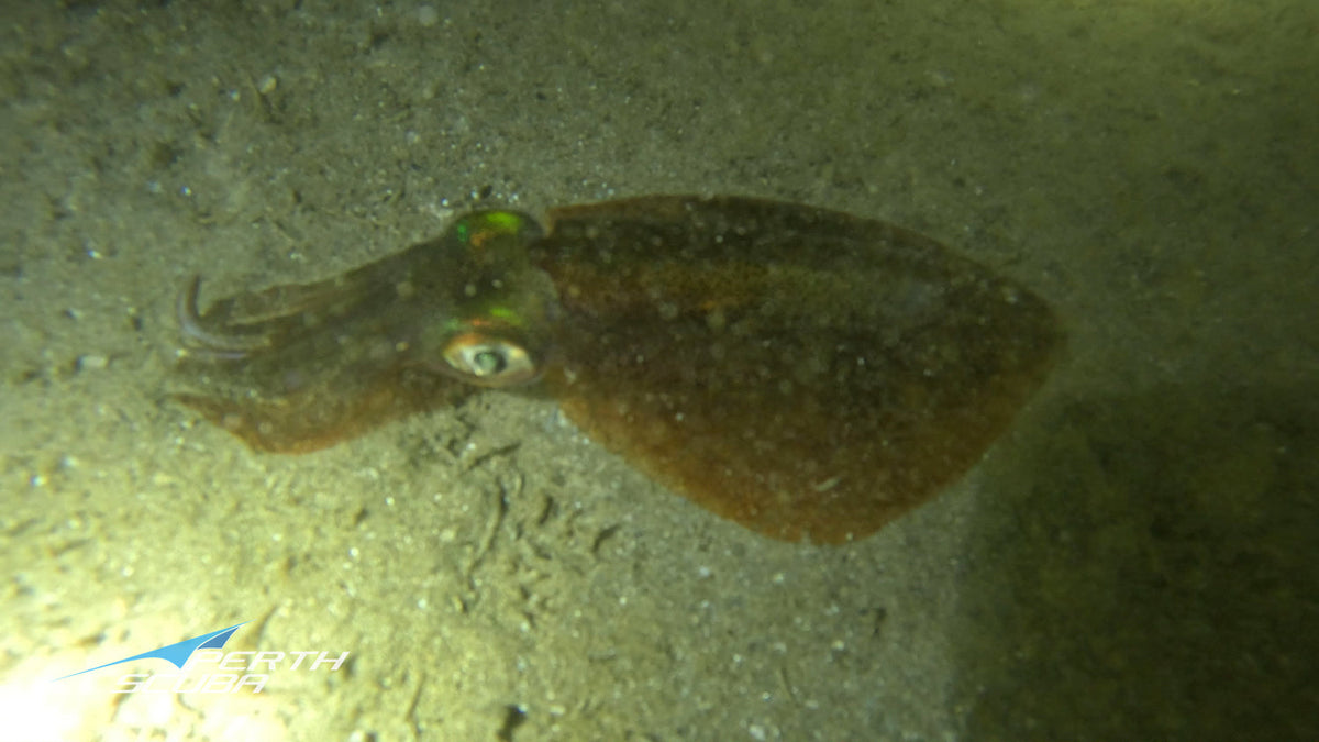 Weather pushes us to dive Bicton Baths for night dive – Perth Scuba